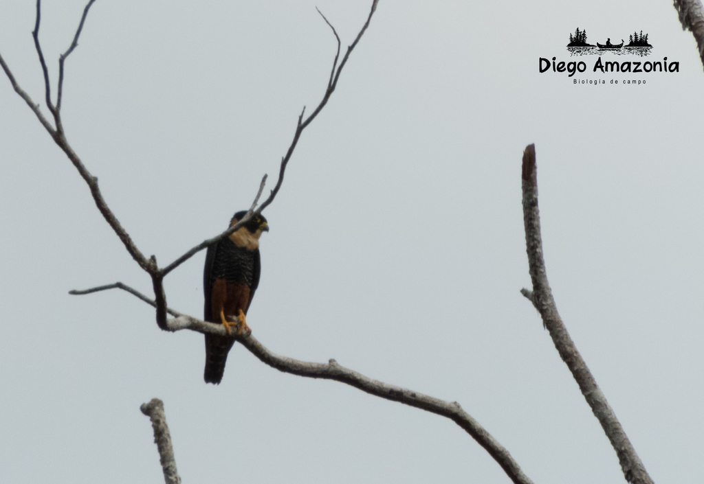 Falco rufigularis rufigularis from Maynas Province, Peru on August 31 ...