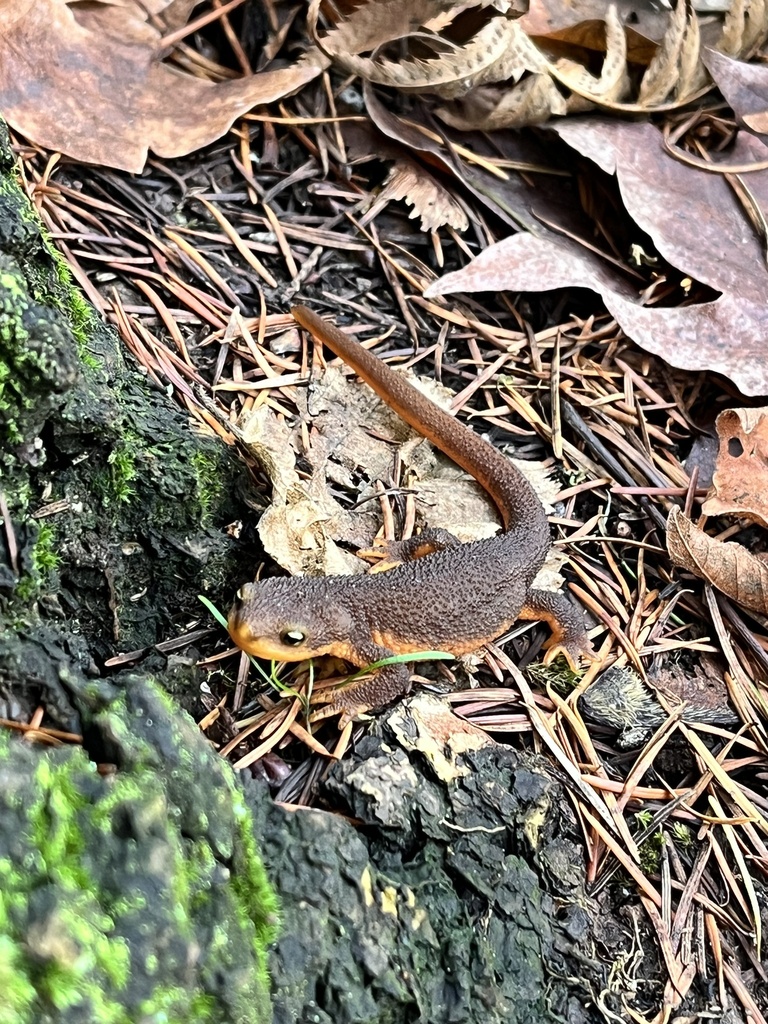 Rough-skinned Newt from Tualatin River National Wildlife Refuge ...