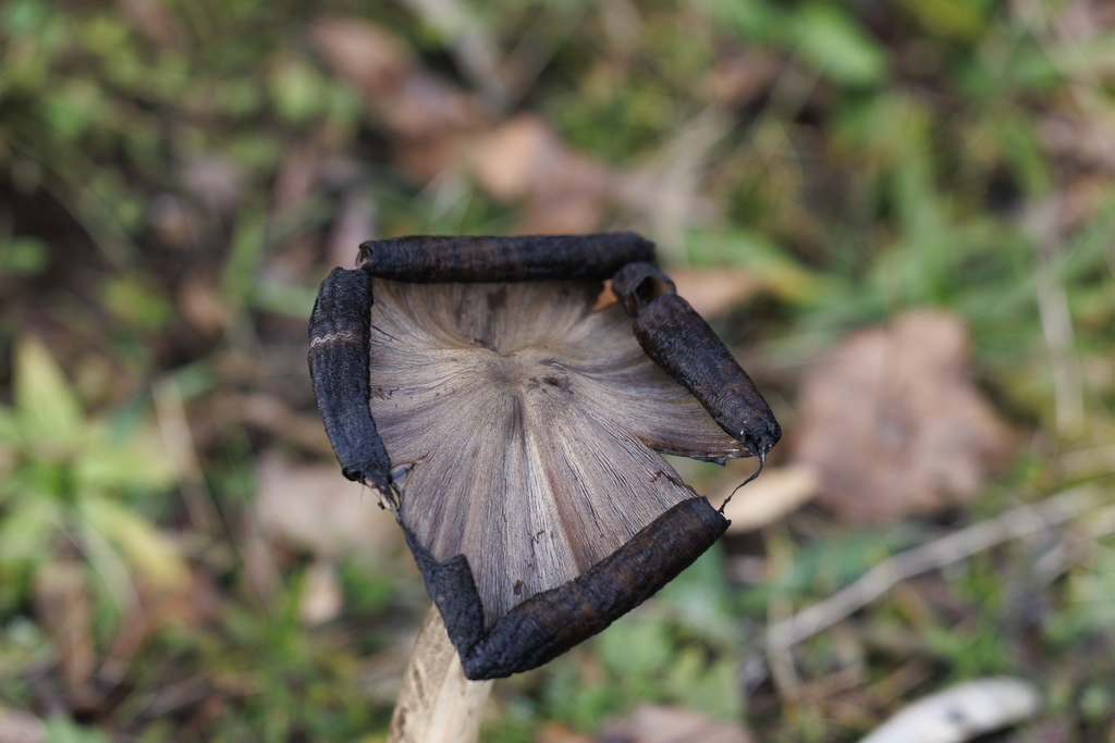 Common Ink Cap from 8P85+FW, 77880 Grez-sur-Loing, France on December ...
