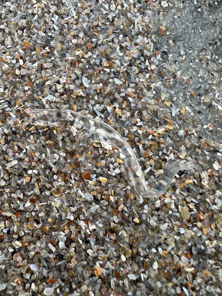 Tarpons, Eels, and Allies from Huntington Beach State Park, Murrells ...