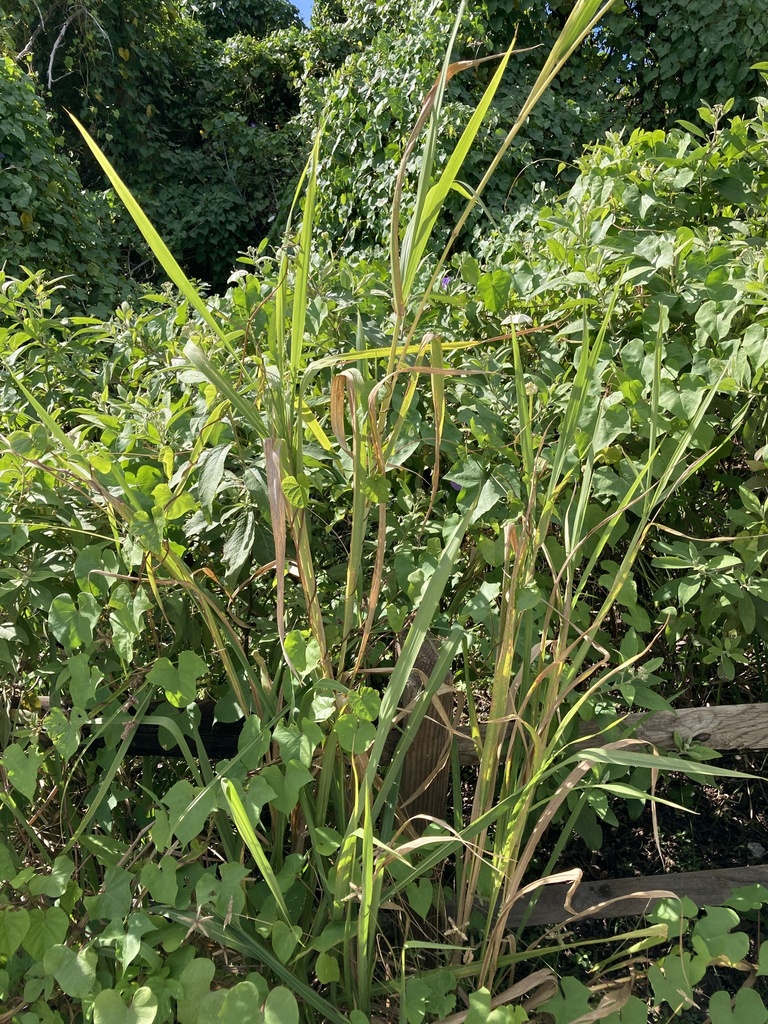 guinea grass from Sanibel Island, Sanibel, FL, US on January 1, 2024 at ...