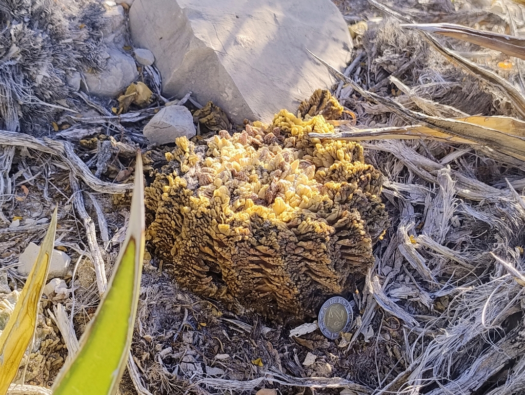 Chautle Livingrock from V466+9F Pila la Vega, 27655 La Vega, Coah ...