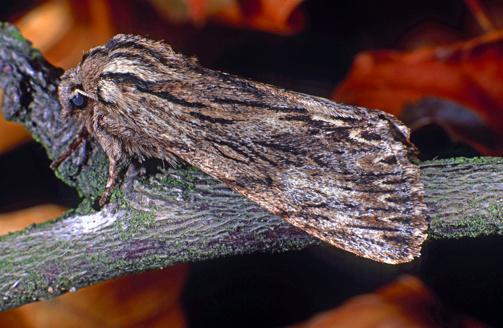 Sprawler from Landshut, Deutschland on November 5, 1994 at 09:42 PM by ...
