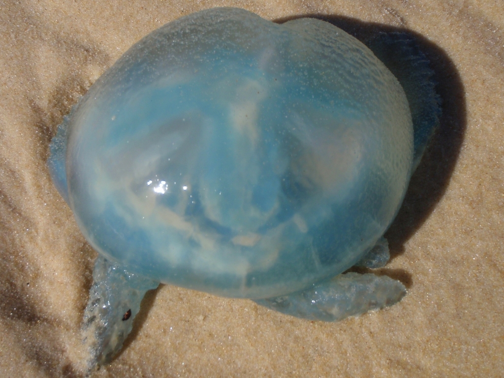 Blue Blubber Jelly from Eurong QLD 4581, Australia on September 12 ...