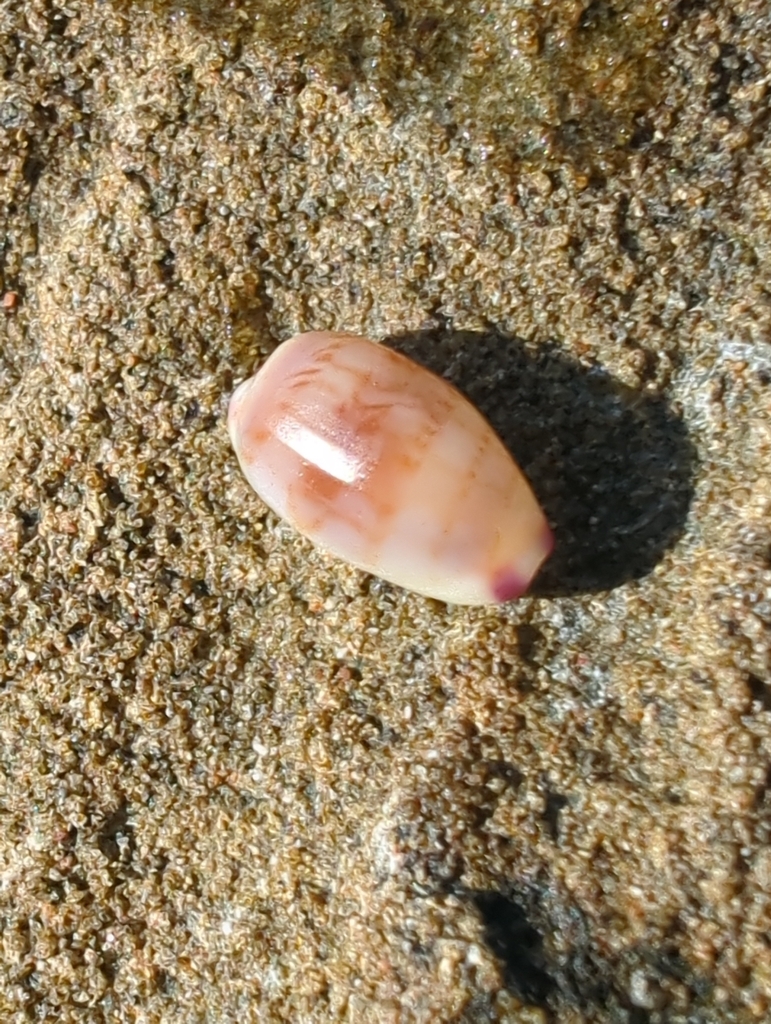 small-toothed cowrie from Bateau Bay NSW 2261, Australia on January 2 ...