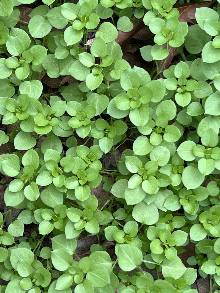 common chickweed from Fort Worth Nature Center & Refuge, Fort Worth, TX ...