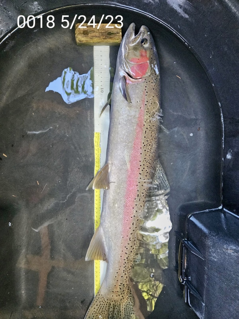 Columbia River Redband Trout from Idaho County, ID, USA on May 24, 2023 ...