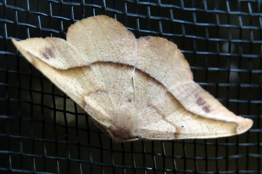 Juniper Geometer Moth from Ellicott City, Maryland, United States on ...
