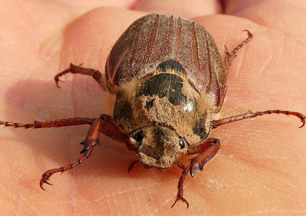 Common Cockchafer from 34587 Felsberg-Melgershausen, Deutschland on May ...