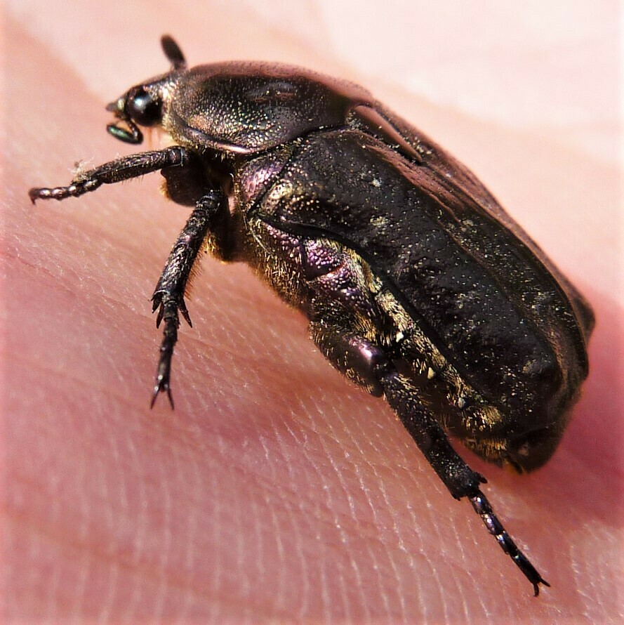 Copper Chafer from 34587 Felsberg, Deutschland on July 24, 2020 at 11: ...