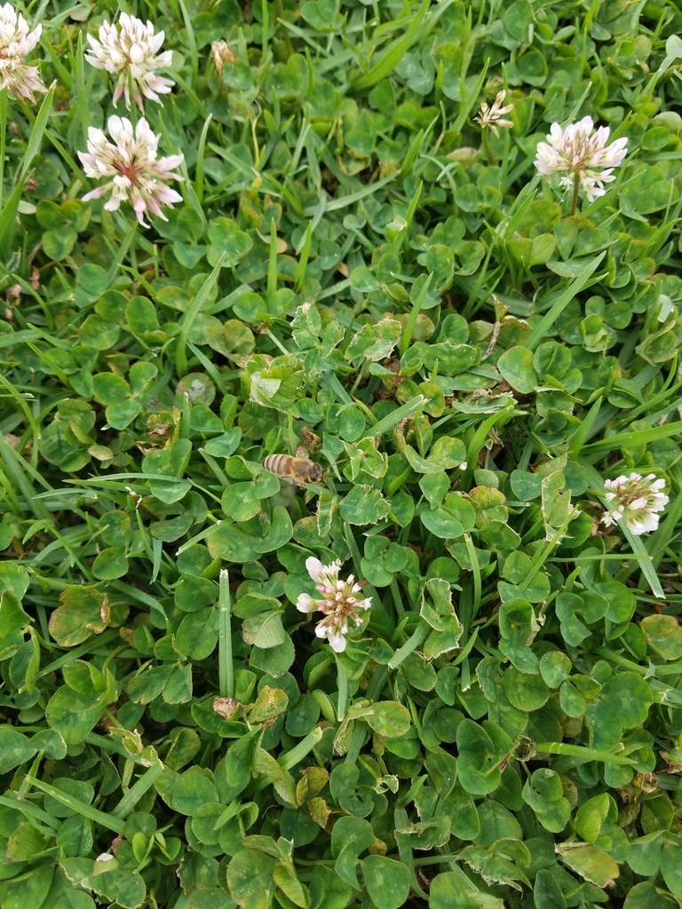 Western Honey Bee from Building D / Jane Addams, 1570 E Colorado Blvd ...
