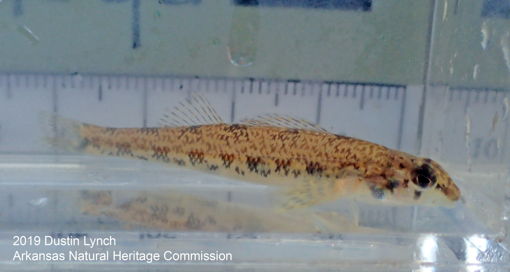 Highland Darter from War Eagle Creek at Hwy 45 crossing, Madison County ...