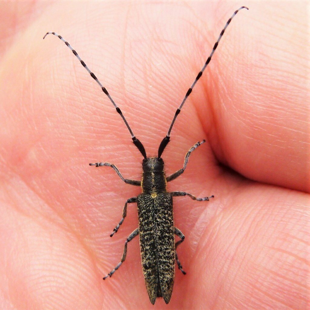 Golden-bloomed Longhorn Beetle from Melgershausen, 34587 Felsberg ...