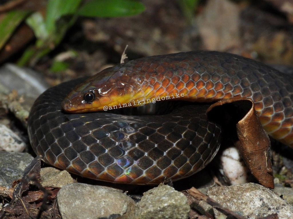 Kalimantan Burrowing Snake from Kinabalu Park, Ranau, Sabah, Malaysia ...