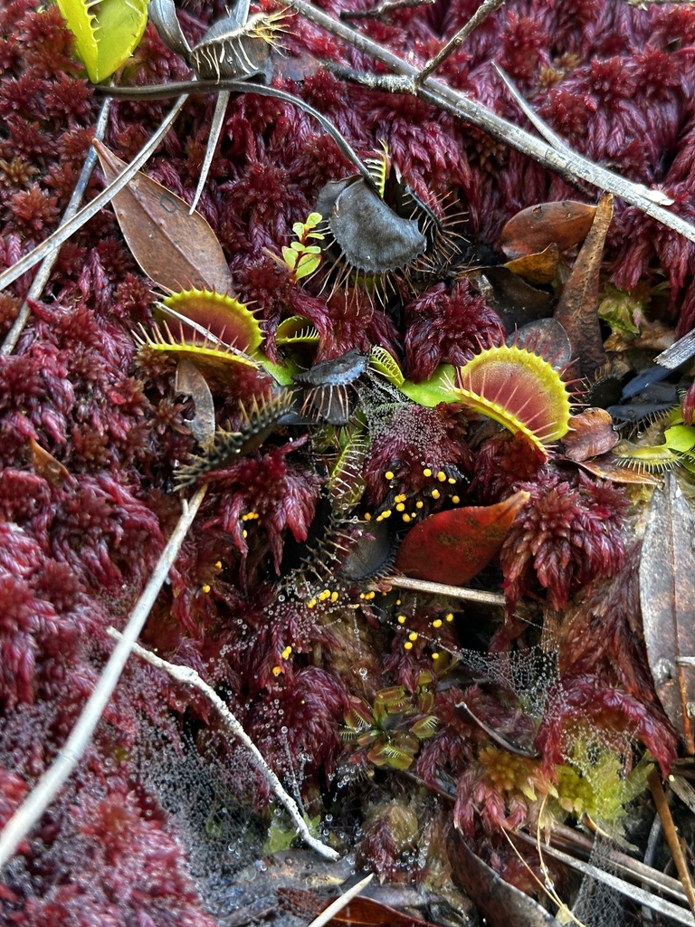 Venus flytrap in December 2023 by Jessica Martin · iNaturalist