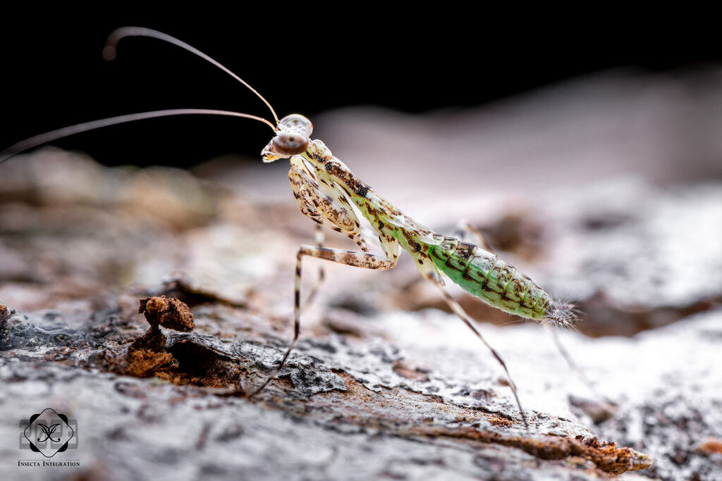 Mayan Lichen Mantis from Villas Tulum, 77764 Tulum, Q.R., 墨西哥 on ...