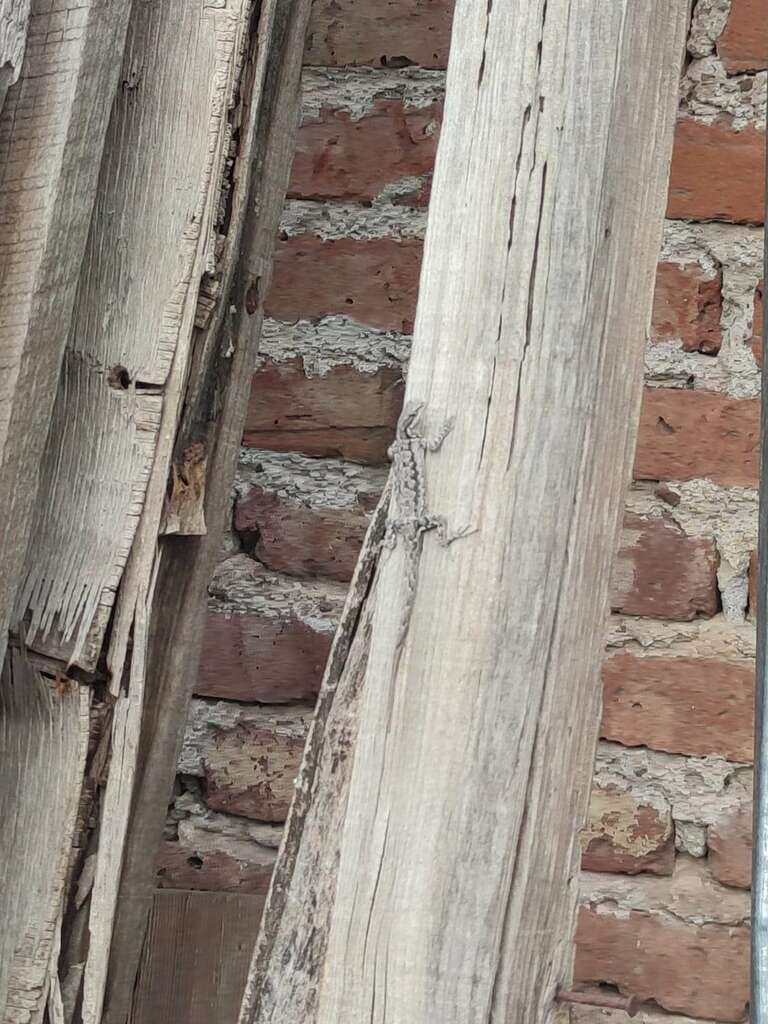 Tree and Bush Lizards from Benito Juárez, Cdad. Obregón, Son., México ...