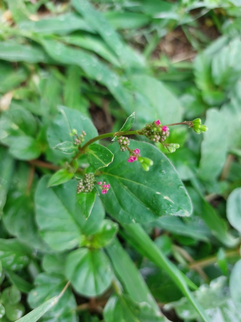 Something from Emu Park QLD 4710, Australia on December 27, 2023 at 11: ...