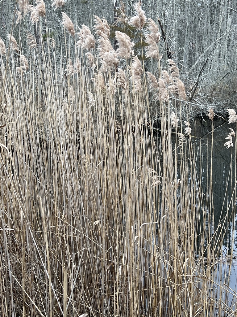 Carrizo desde Ocean County, US-NJ, US el lunes, 01 de enero de 2024 a ...