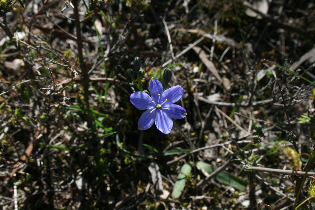 Blue Stars from Cressy TAS 7302, Australia on October 23, 2007 at 04:34 ...