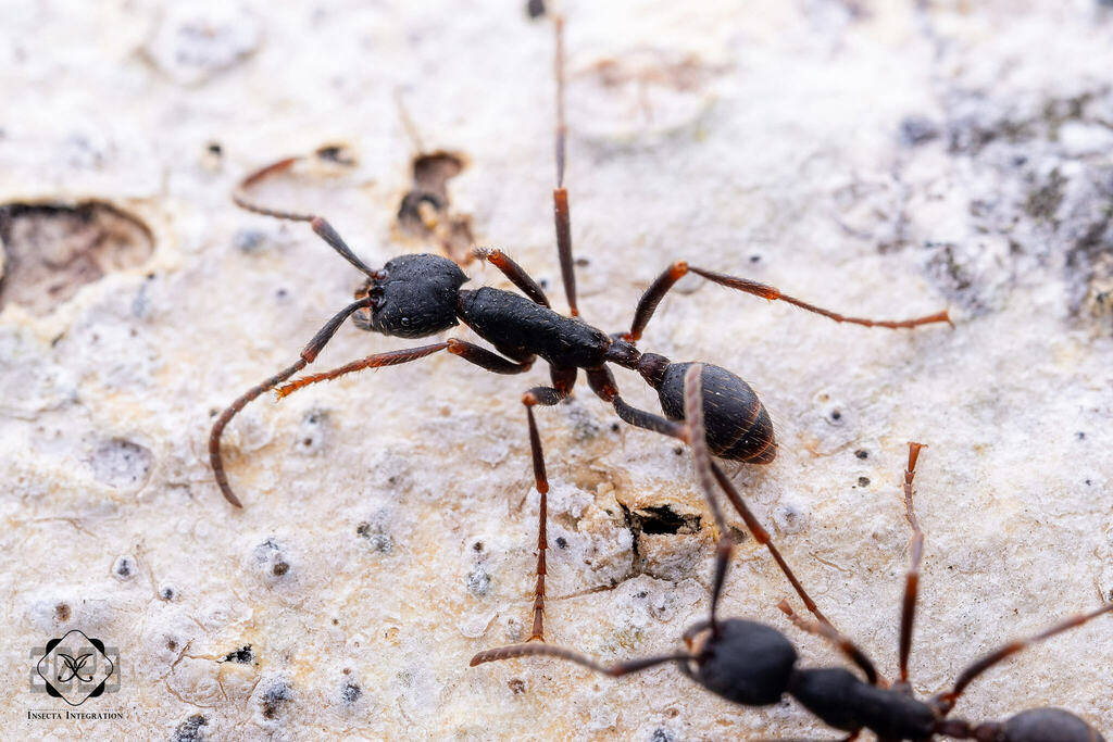 Eciton burchellii parvispinum from Zona Hotelera Tulum, Quintana Roo ...
