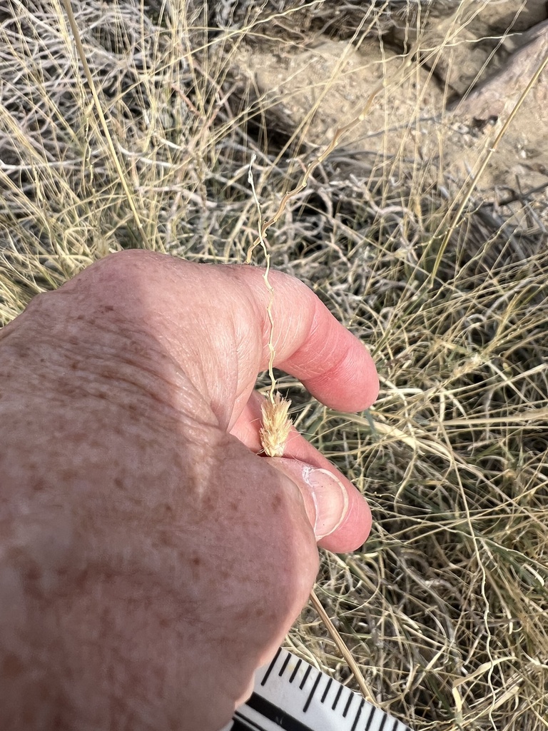 Big Galleta from Desert Hot Springs, CA, US on December 29, 2023 at 12: ...