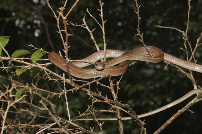 Boddaert's Tropical Racer from Palulu Camping on May 25, 2021 at 06:46 ...