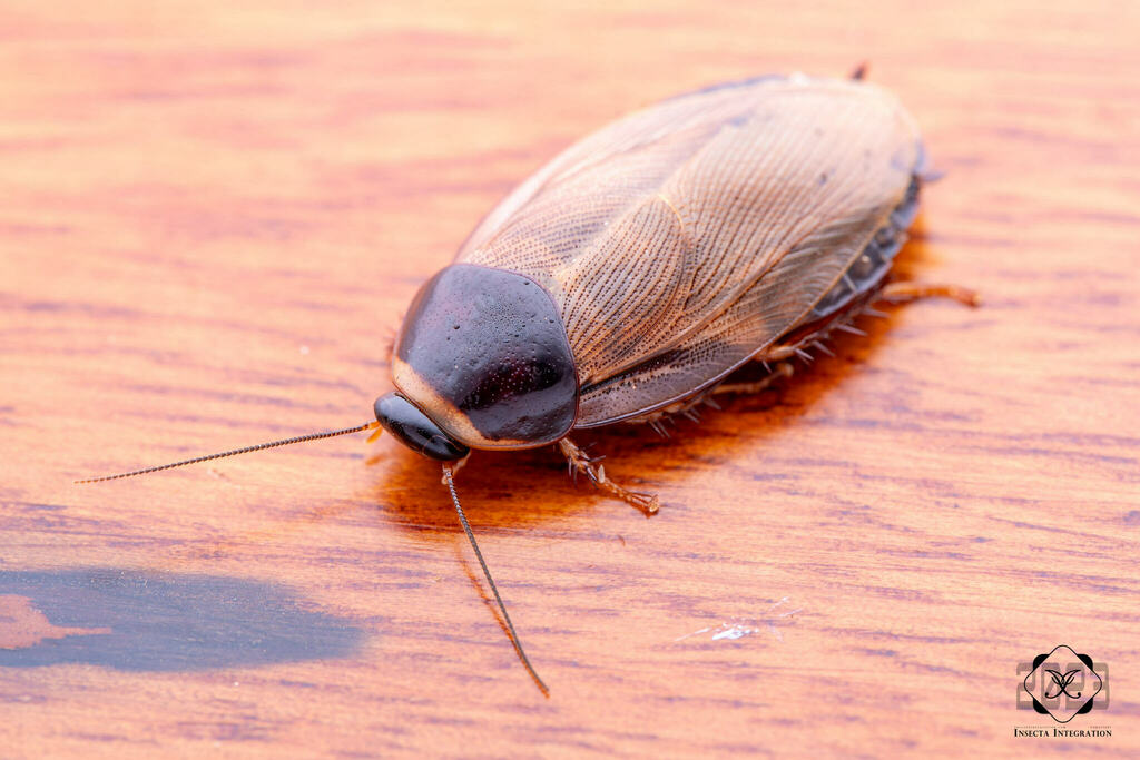 Surinam Cockroach from Tulum Centro, Col Huracanes, 77760 Tulum, Q.R ...