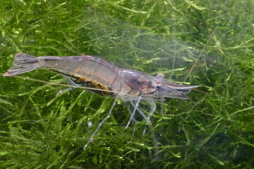 Amazon river prawn (Macrobrachium amazonicum) · iNaturalist