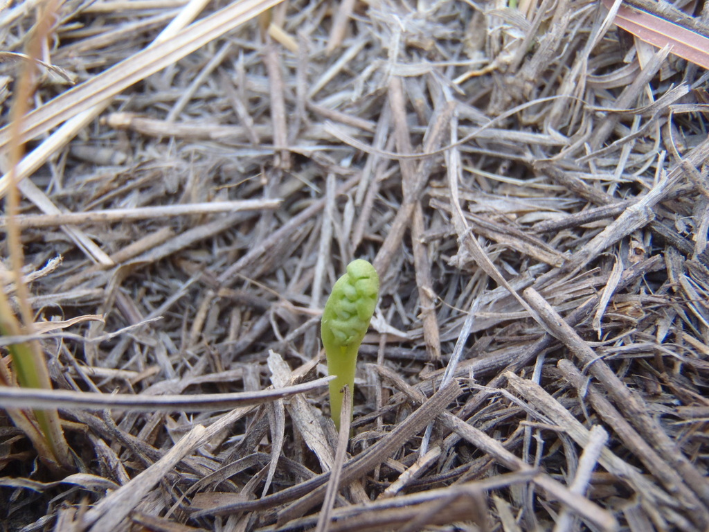 prairie moonwort in April 2014 by Anthony Romano. From the monitored ...