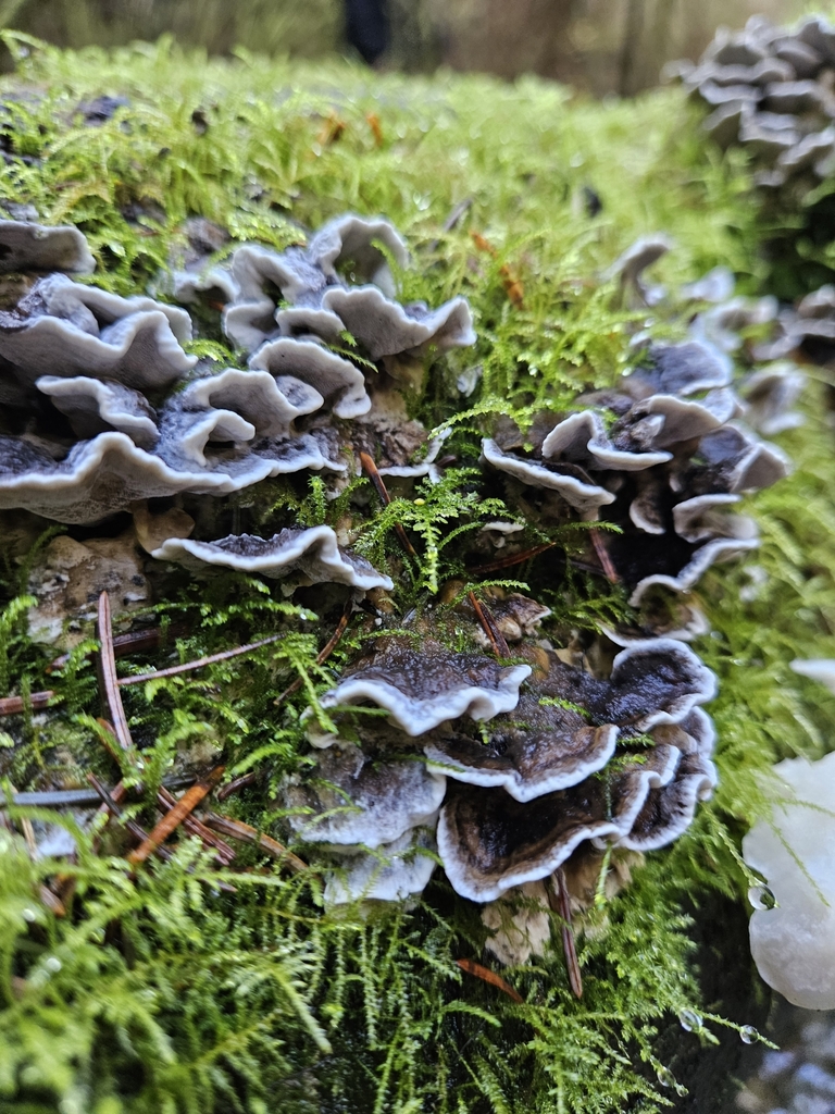 Phellodon atratus from Orick, CA 95555, USA on December 31, 2023 at 12: ...