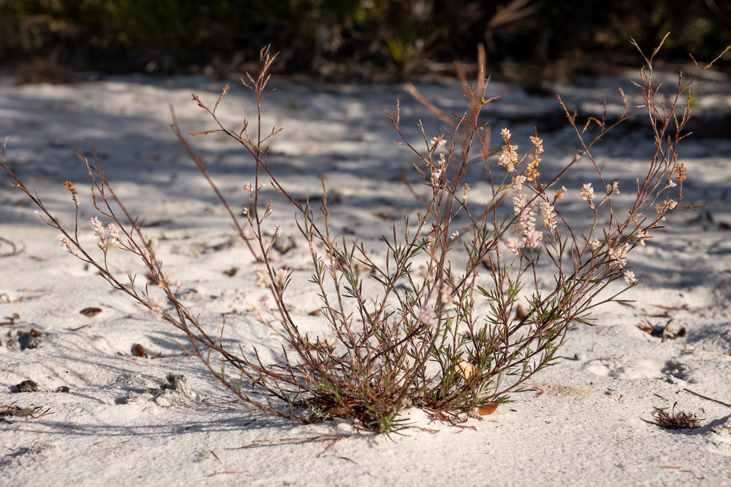 Wireweeds from Allen David Broussard Catfish Creek Preserve State Park ...