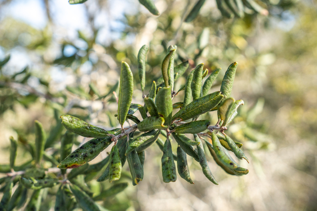 sand live oak from Allen David Broussard Catfish Creek Preserve State ...