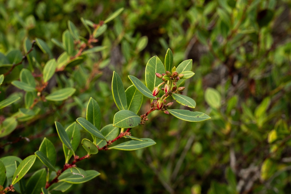 fetterbush lyonia from Allen David Broussard Catfish Creek Preserve ...