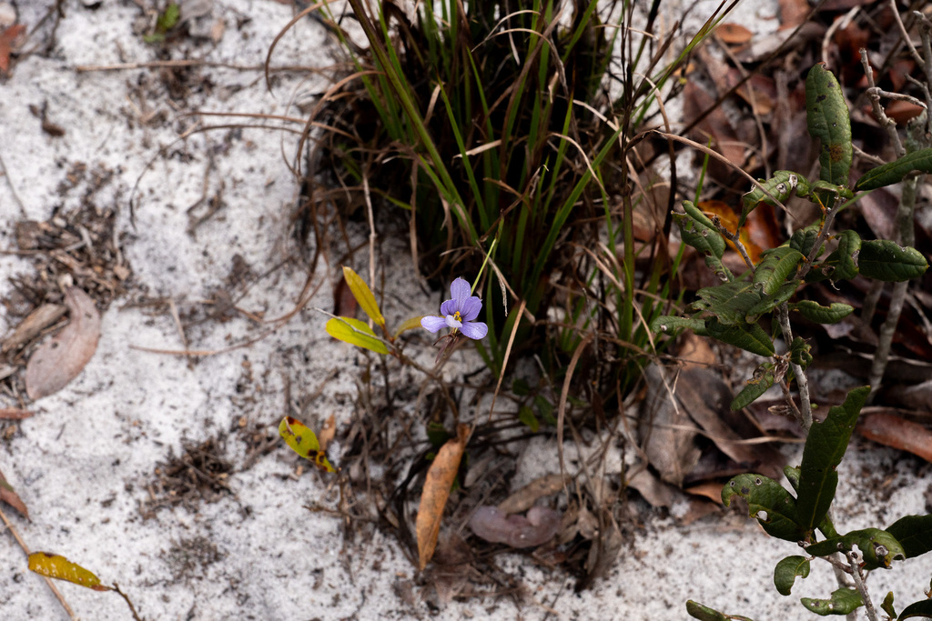 blue-eyed grasses from Allen David Broussard Catfish Creek Preserve ...