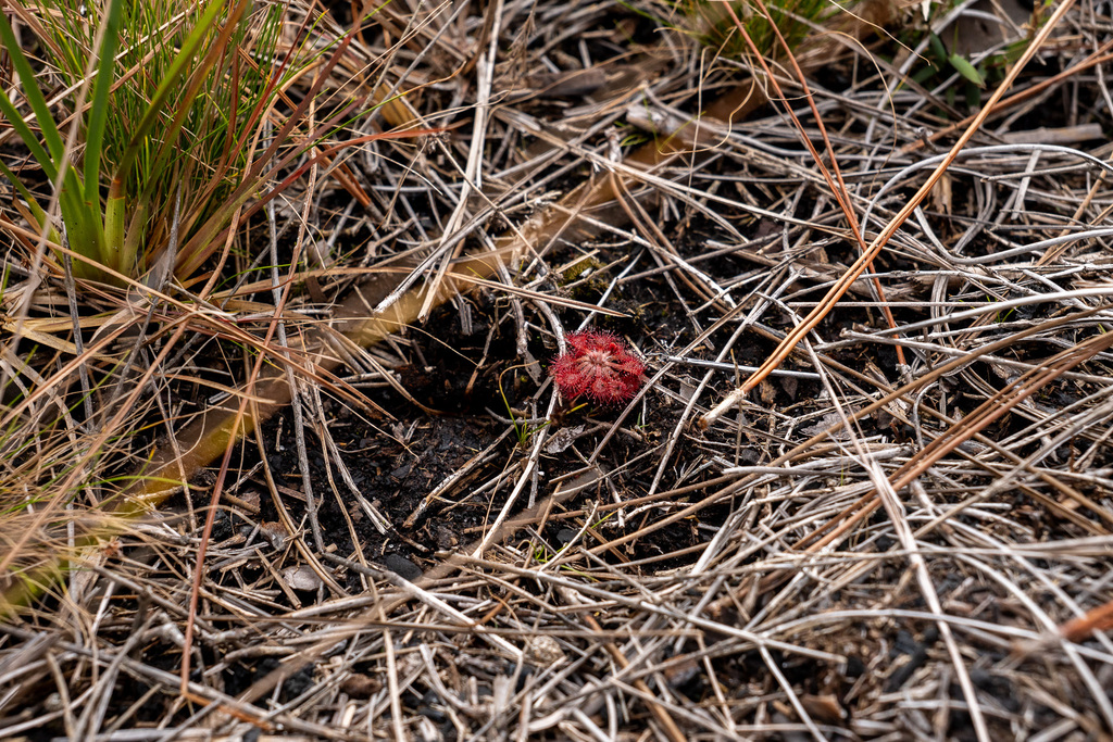 Sundew Family from Allen David Broussard Catfish Creek Preserve State ...
