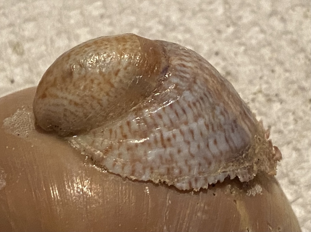 Common Atlantic Slippersnail from Huntington Beach State Park, Murrells ...