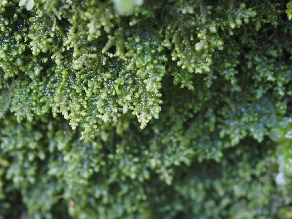 Radula kojana from 日本、〒441-1944 愛知県新城市門谷 on December 29, 2023 at 01:38 ...