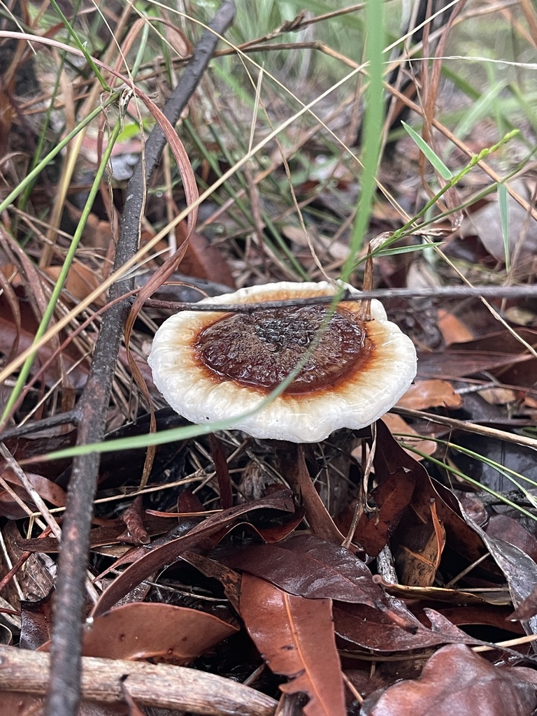 red-staining stalked polypore from Sandstone Point, QLD, AU on December 30, 2023 at 04:16 PM by ...
