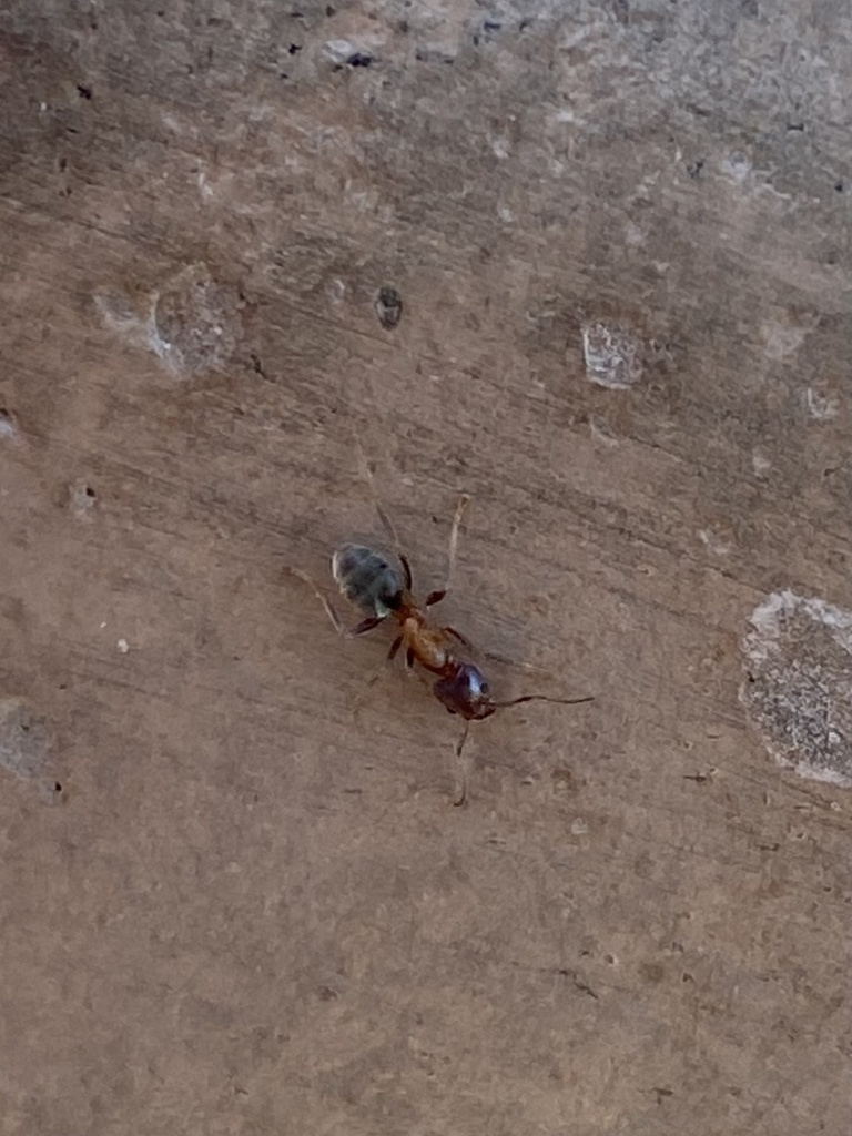 Western Velvety Tree Ant from Discovery Park, Sacramento, CA, US on ...