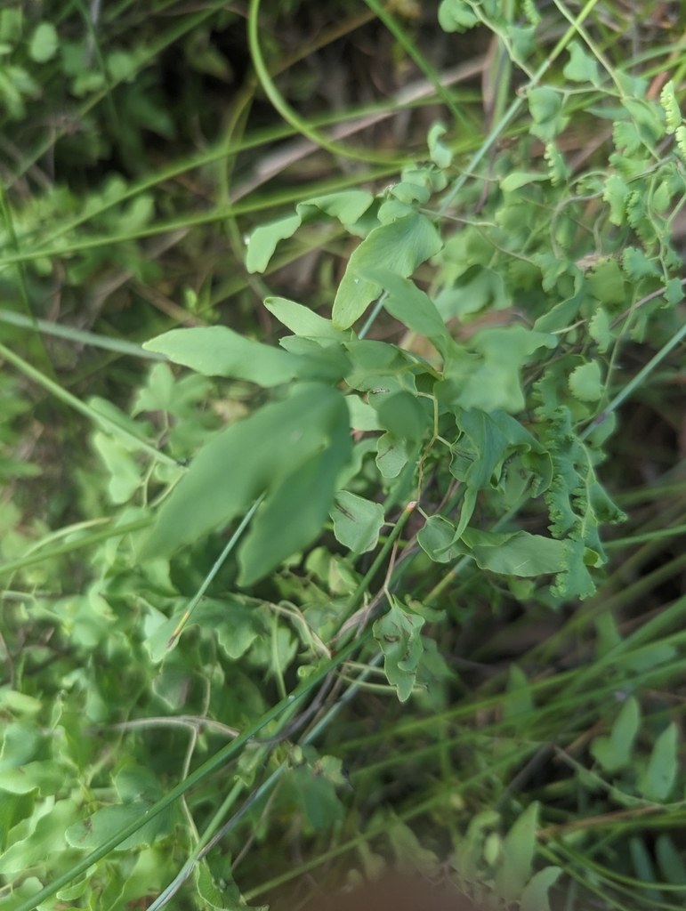 Climbing Maidenhair From Amity Qld 4183 Australia On December 31 2023