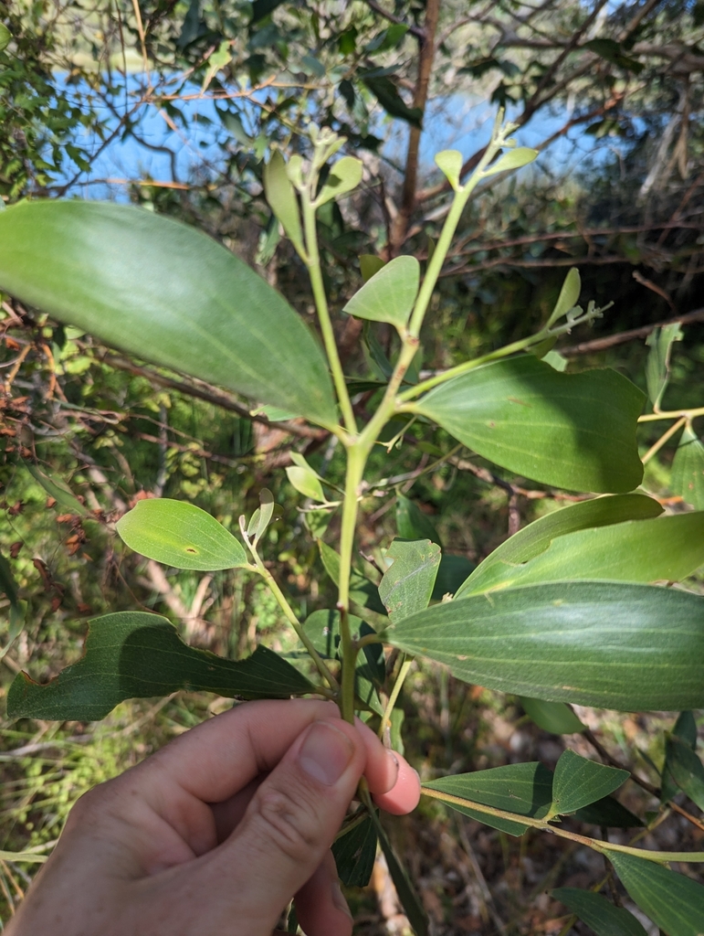 black wattle from Amity QLD 4183, Australia on December 31, 2023 at 02: ...