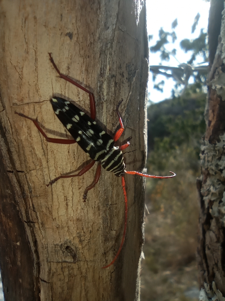Kiawe Round-headed Borer from 32W5+MM, 46445 Santo Domingo de Guzmán ...