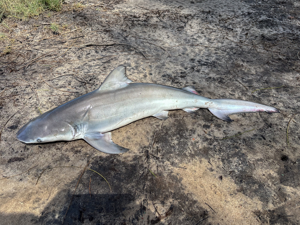 Bull Shark from Red Rock NSW 2456, Australia on January 1, 2024 at 03: ...