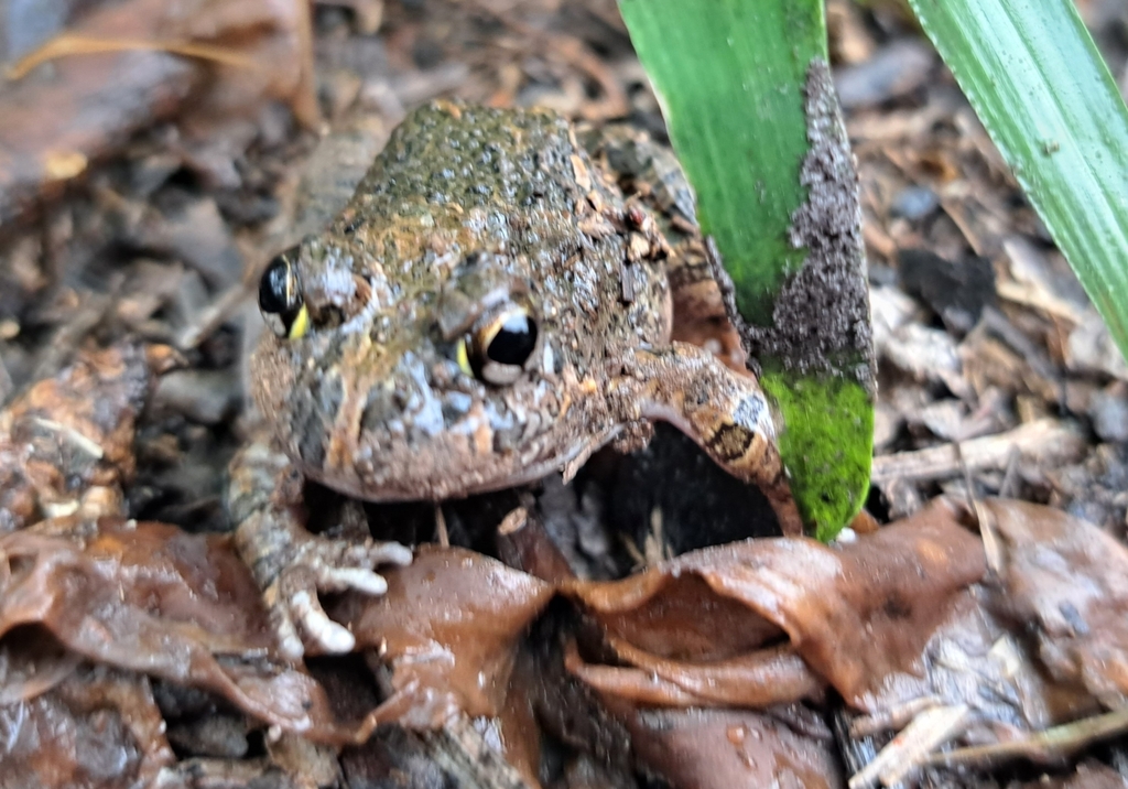 Ornate Burrowing Frog from Wivenhoe Pocket QLD 4306, Australia on ...