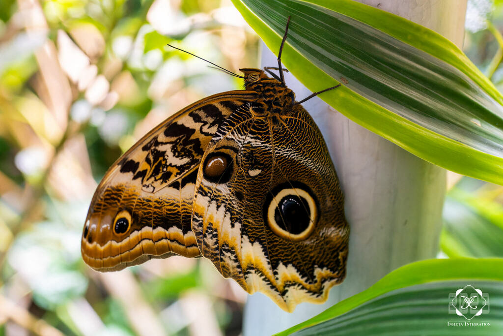 Giant Owl from Northwest Washington, Washington, DC, 美国 on December 30 ...