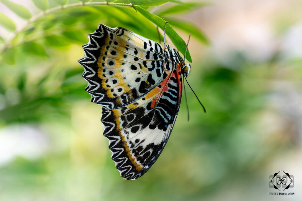 Lacewing Butterflies from Northwest Washington, Washington, DC, 美国 on ...