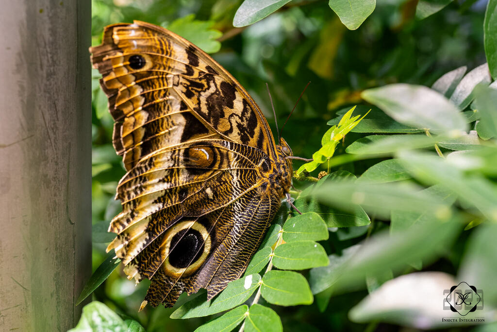 Owl-Butterflies from Northwest Washington, Washington, DC, 美国 on ...