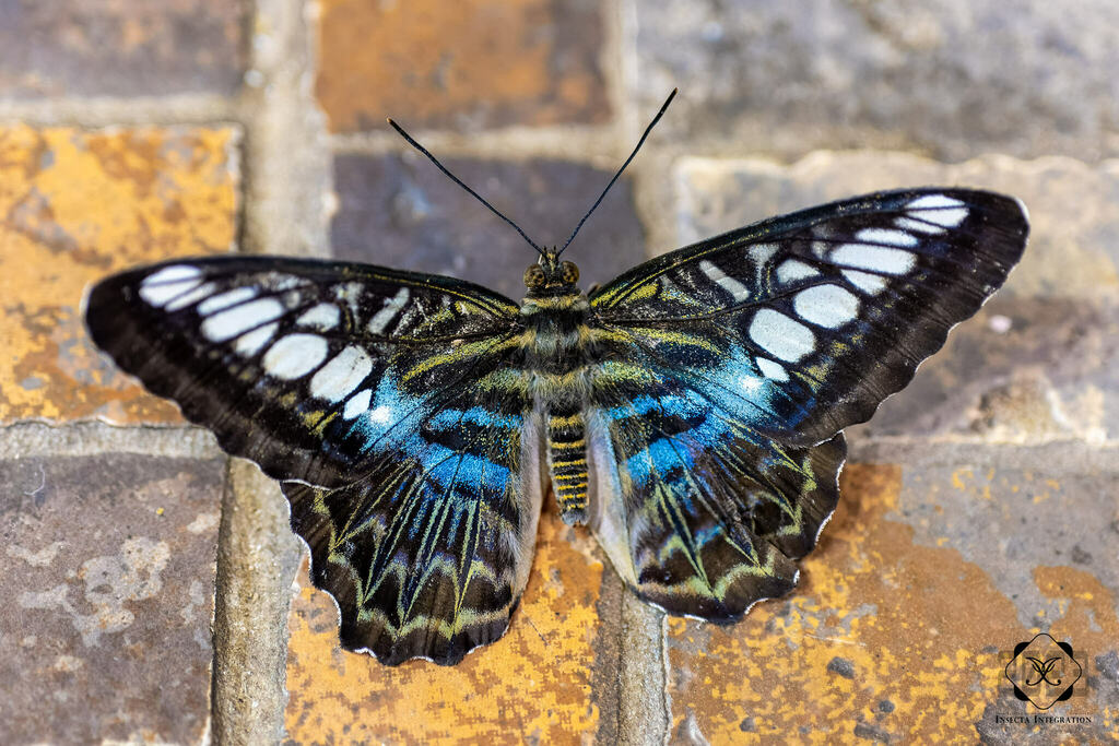 Clipper from Northwest Washington, Washington, DC, 美国 on December 30 ...