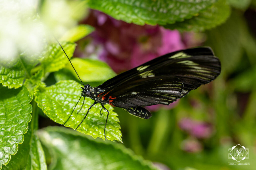 Doris Longwing from Northwest Washington, Washington, DC, 美国 on December 30, 2023 at 02:37 PM by ...